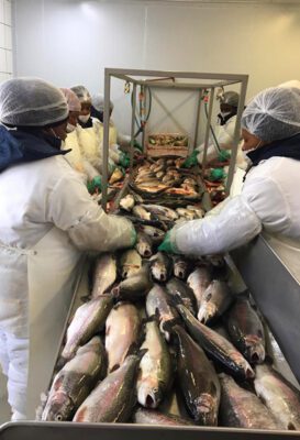 Sanlei Premium Trout, Katse Dam, Lesotho - Mergence Investment Managers ...